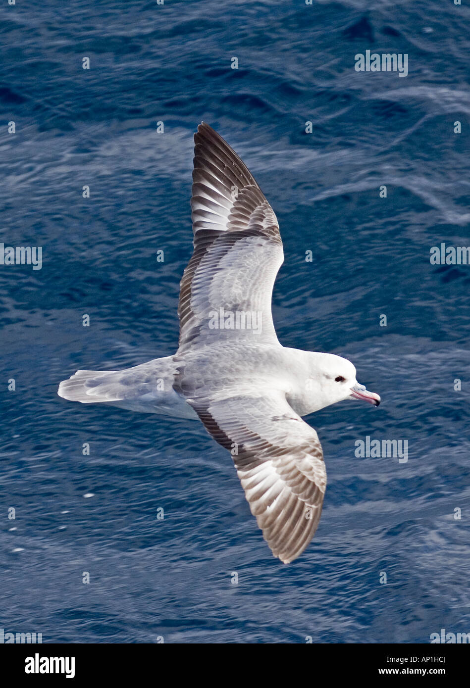 Southern Fulmar Fulmarus glacialoides Southern Ocean Stock Photo - Alamy