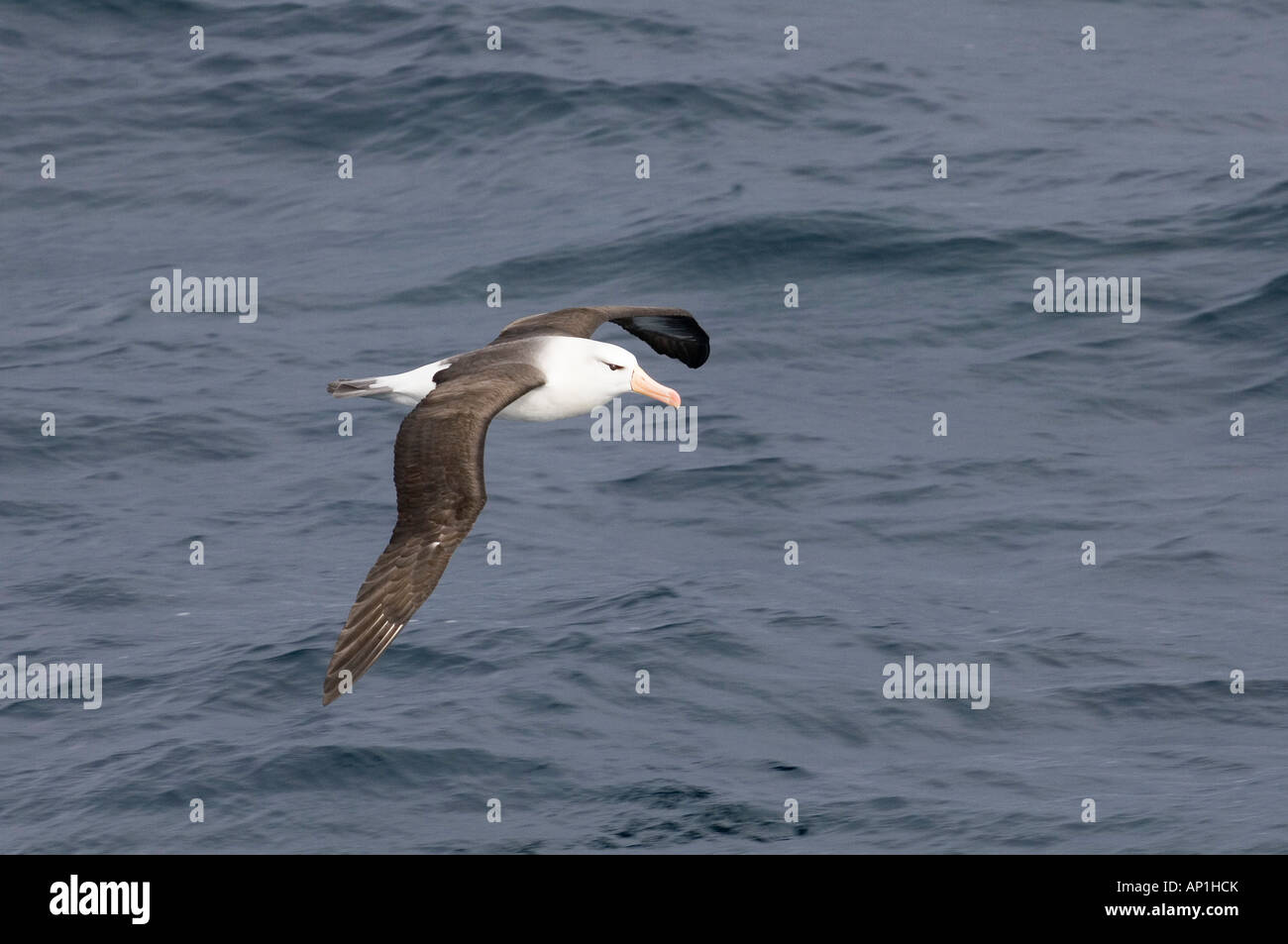 Black browed Albatross Thalassarche melanophrys Southern Ocean off Cape ...