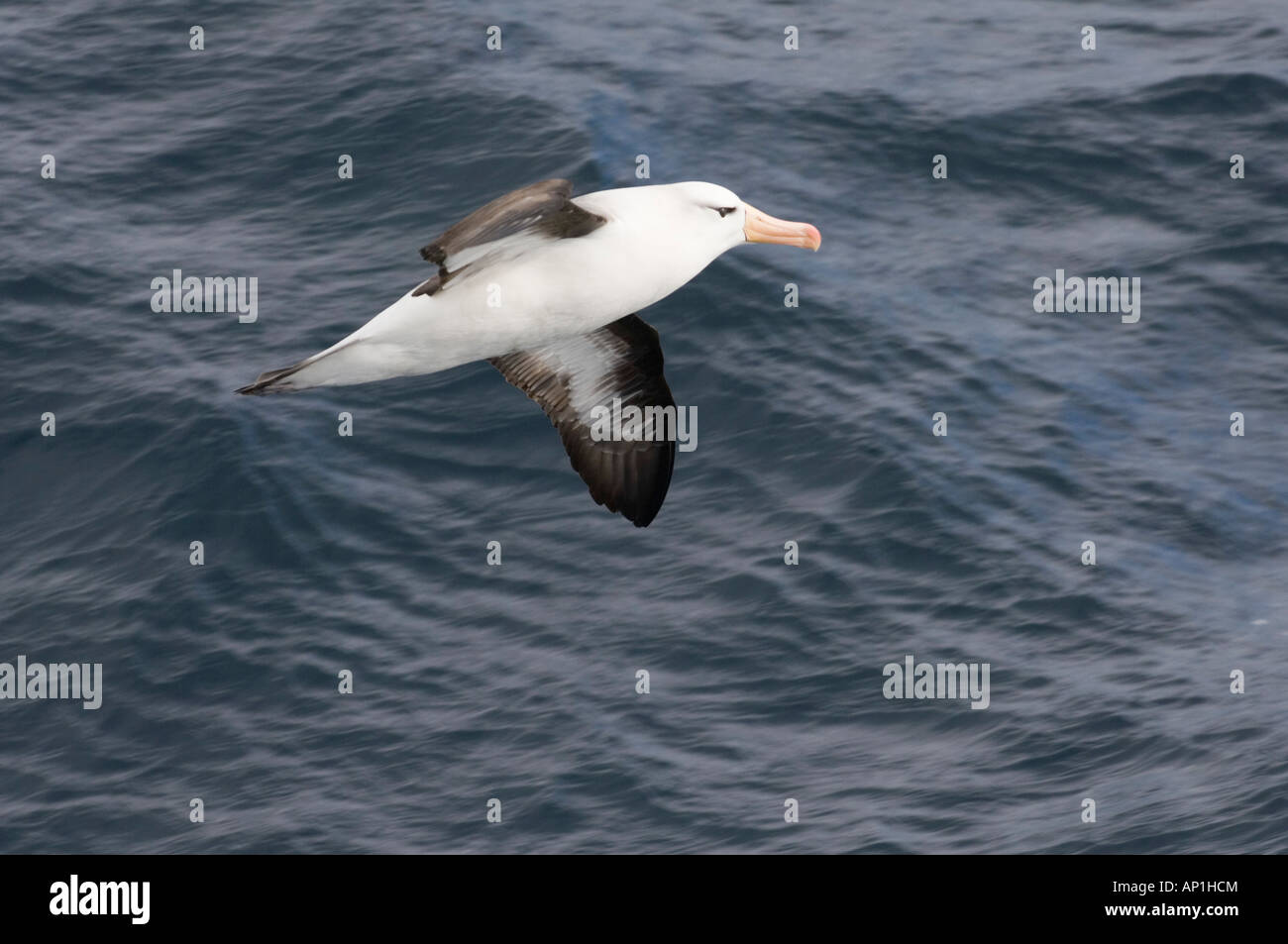 Black browed Albatross Thalassarche melanophrys Southern Ocean off Cape ...
