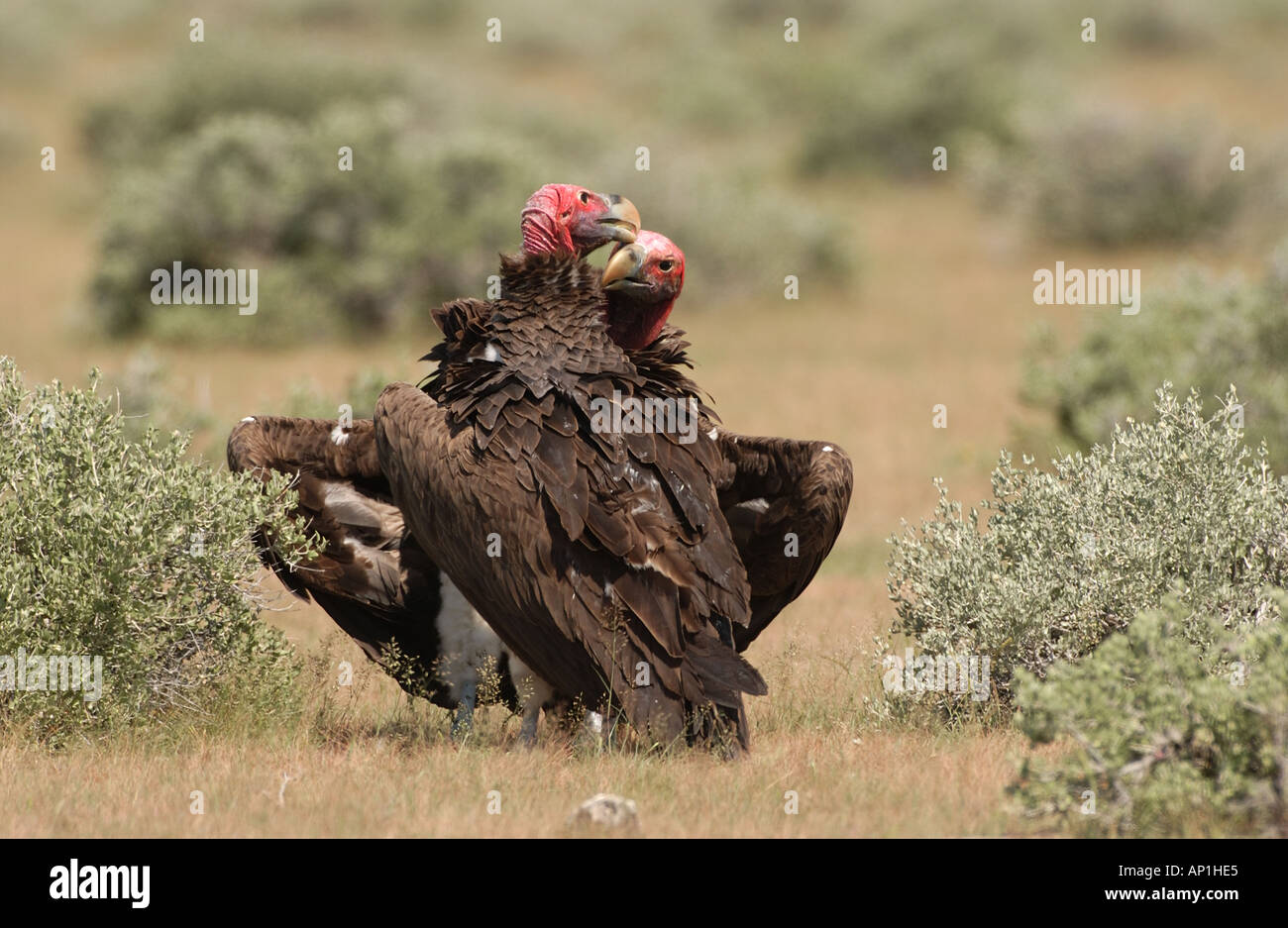 Pair of Lappet faced Vultures Torgos tracheliotus showing courtship ...