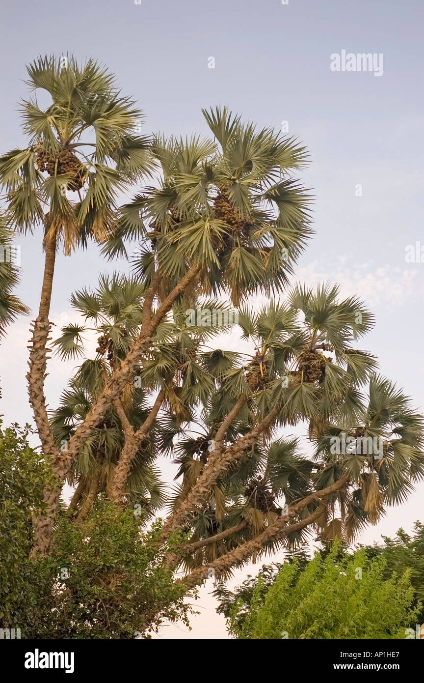 Bdellium And Onyx Stone