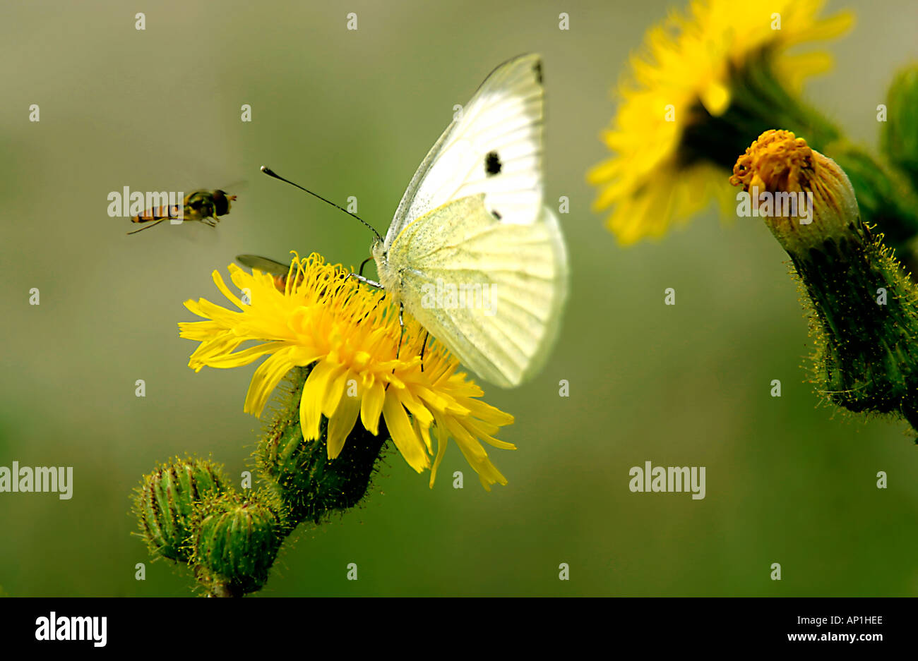 Insects on a Yellow Dinner Stock Photo - Alamy