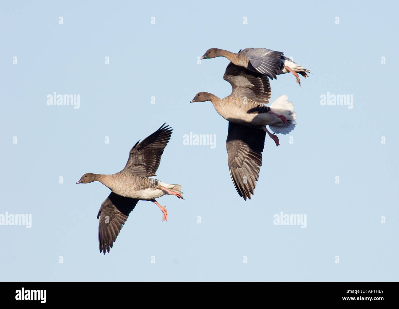 Pink footed Geese Anser brachyrhynchus North Norfolk winter Stock Photo ...