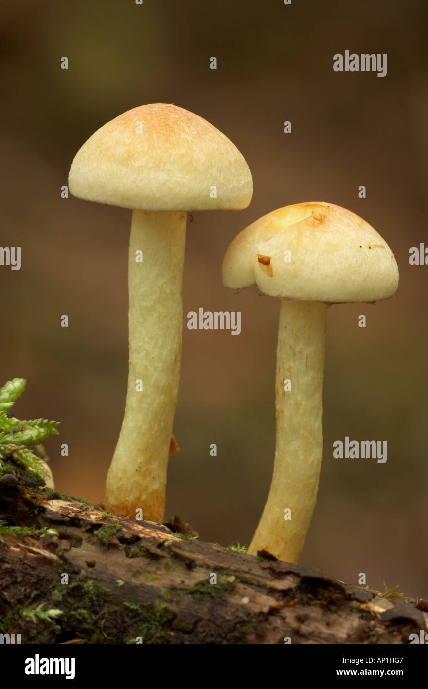 Sulphur Tuft - Hypholoma fasciculare Stock Photo - Alamy