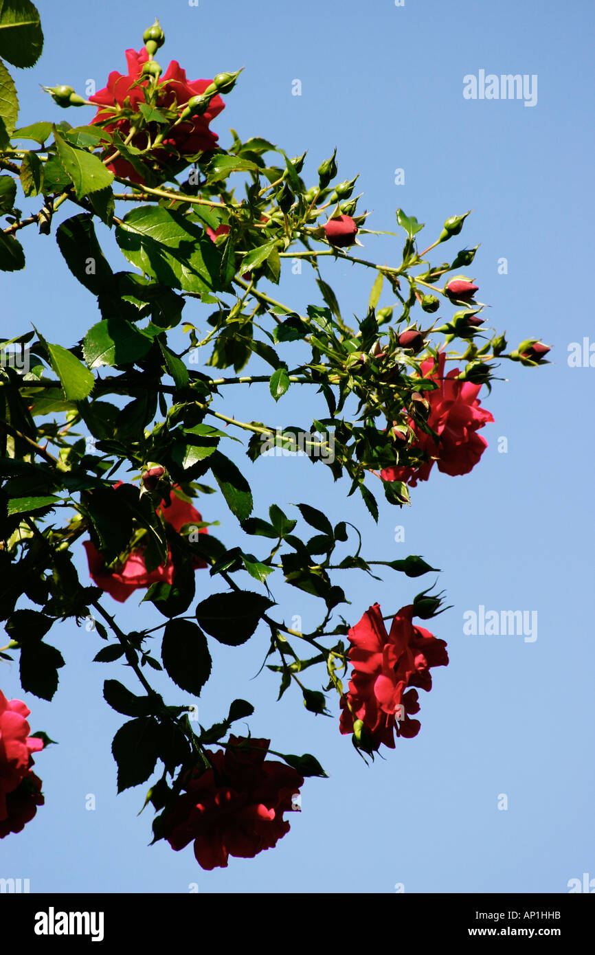 Autumn garden bird berry hi-res stock photography and images - Alamy
