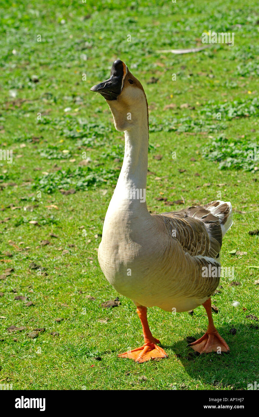 Animals knob goose hi-res stock photography and images - Alamy