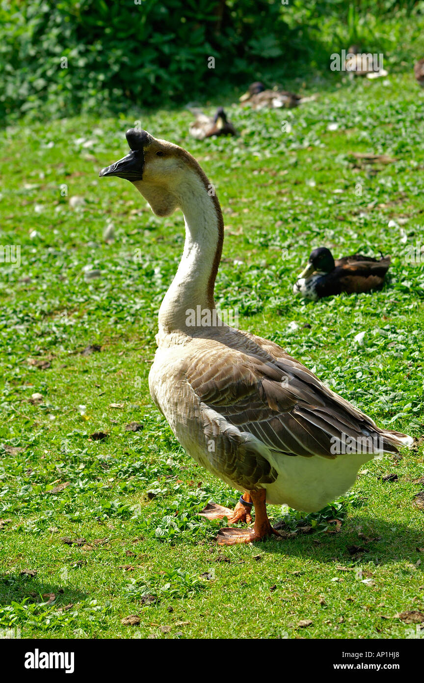 Animals knob goose hi-res stock photography and images - Alamy
