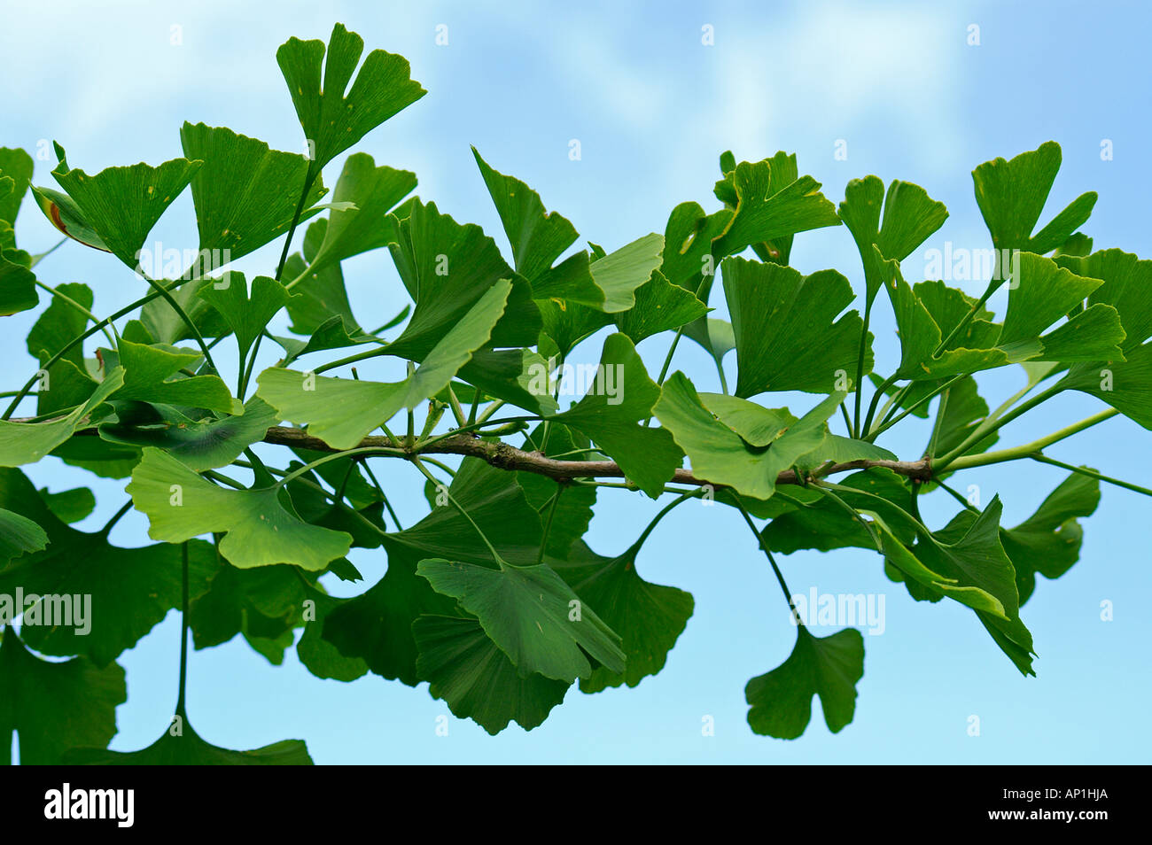 Wild ginko tree hi-res stock photography and images - Alamy