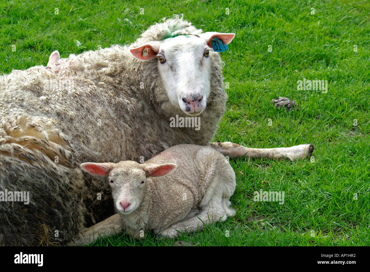 sheep with lamb Stock Photo - Alamy