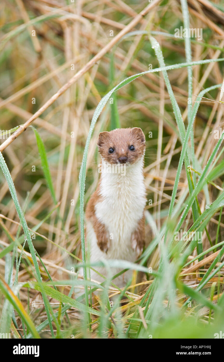 Mustelid weasel mammal wildlife norfolk eye to camera portrait vertical ...