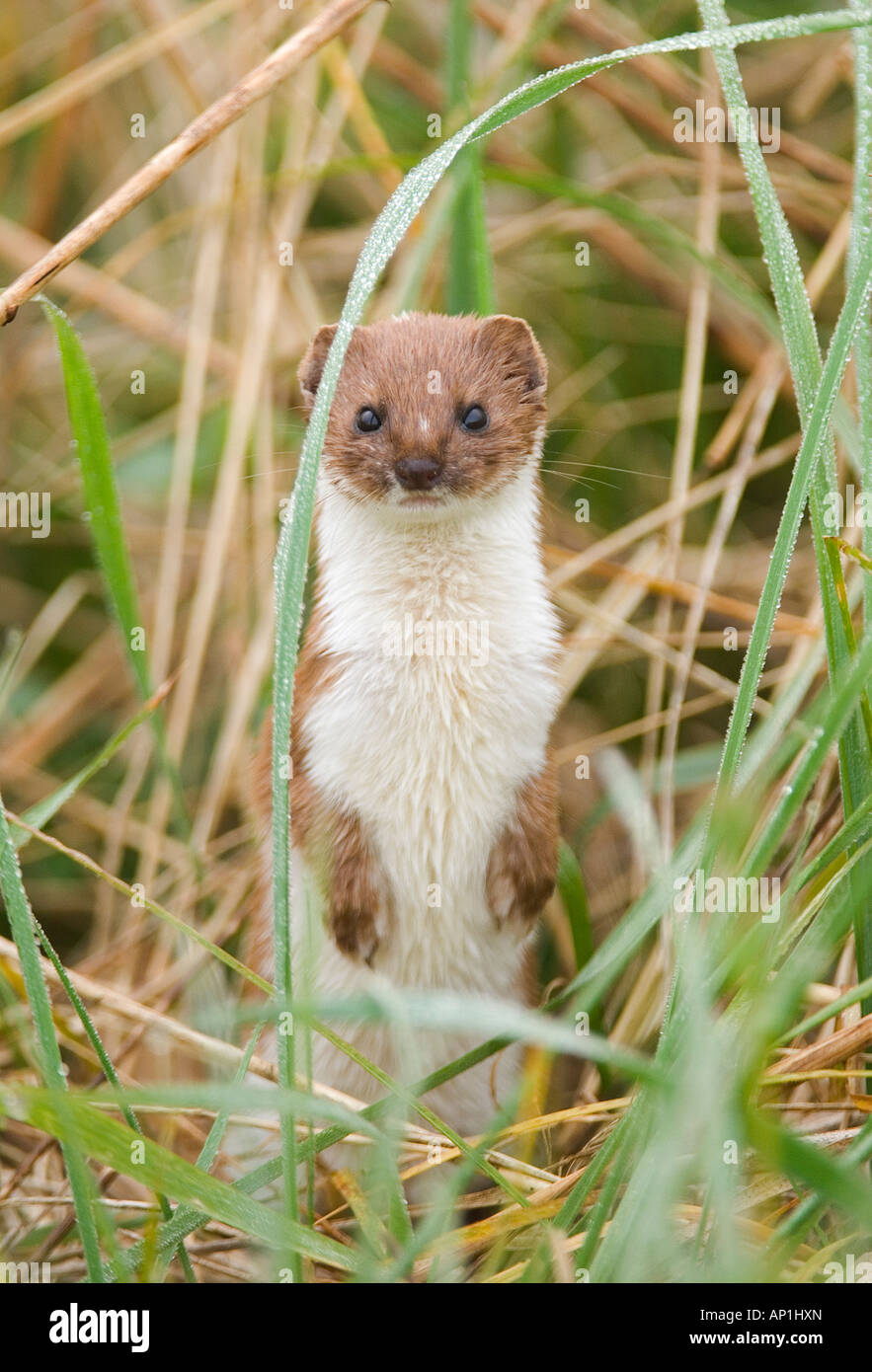 Mustelid weasel mammal wildlife norfolk eye to camera portrait vertical ...