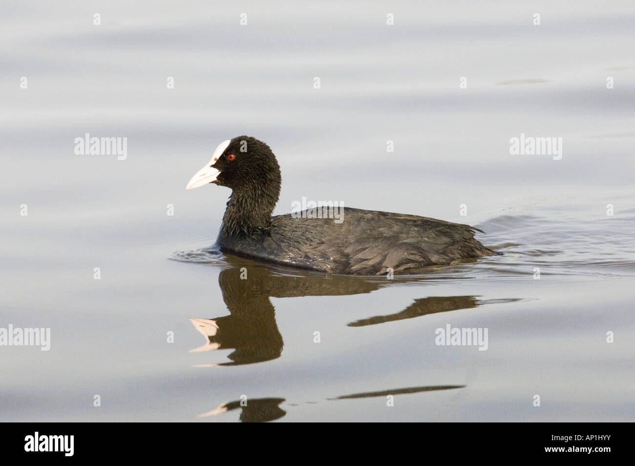 Coot Fulica atra Titchwell RSPB Reserve Norfolk March Stock Photo - Alamy