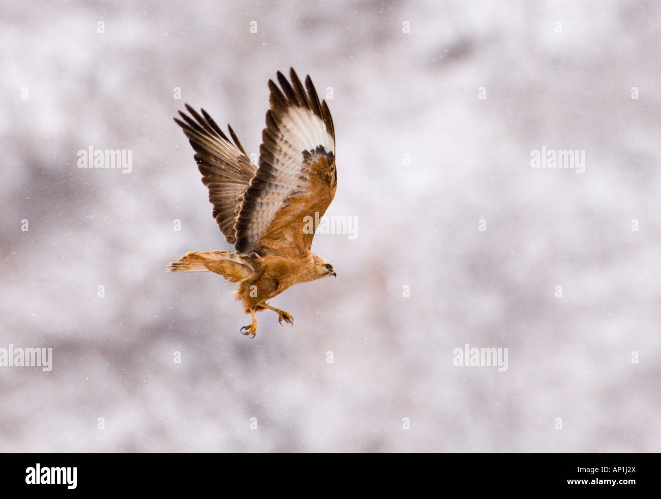 Steppe buzzard buzzard great caucasus caucasus georgia hi-res stock ...