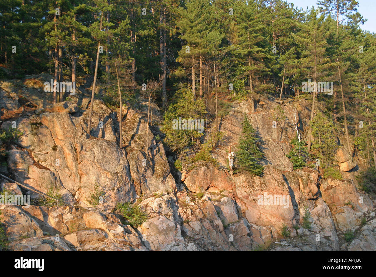 forest trees on rocky hillside Stock Photo - Alamy