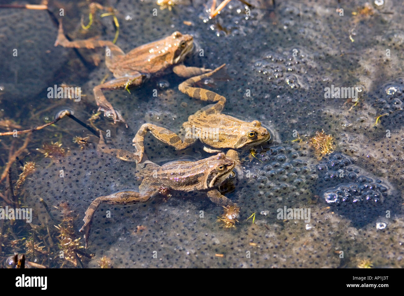 Marsh Frogs Rana ridibunda in pond surrounded by spawn Great Caucasus ...