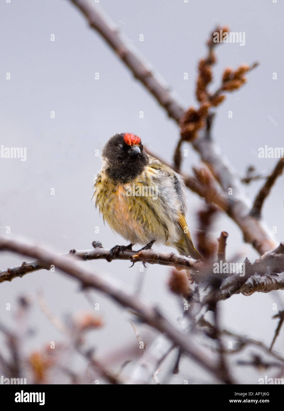 Red fronted Serin Kazbegi Great Caucasus Georgia April Stock Photo - Alamy