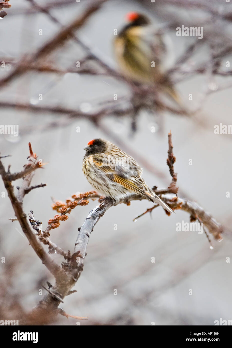 Red fronted serin serinus pusillus hi-res stock photography and images ...