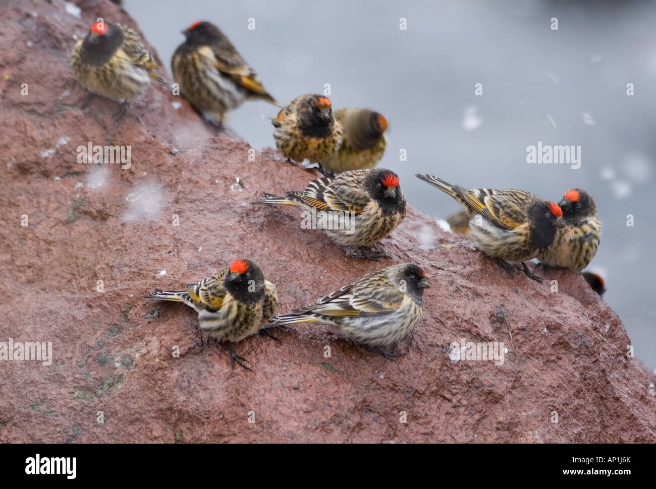 Red fronted Serins Serinus pusillus Kazbegi Great Caucasus Georgia ...