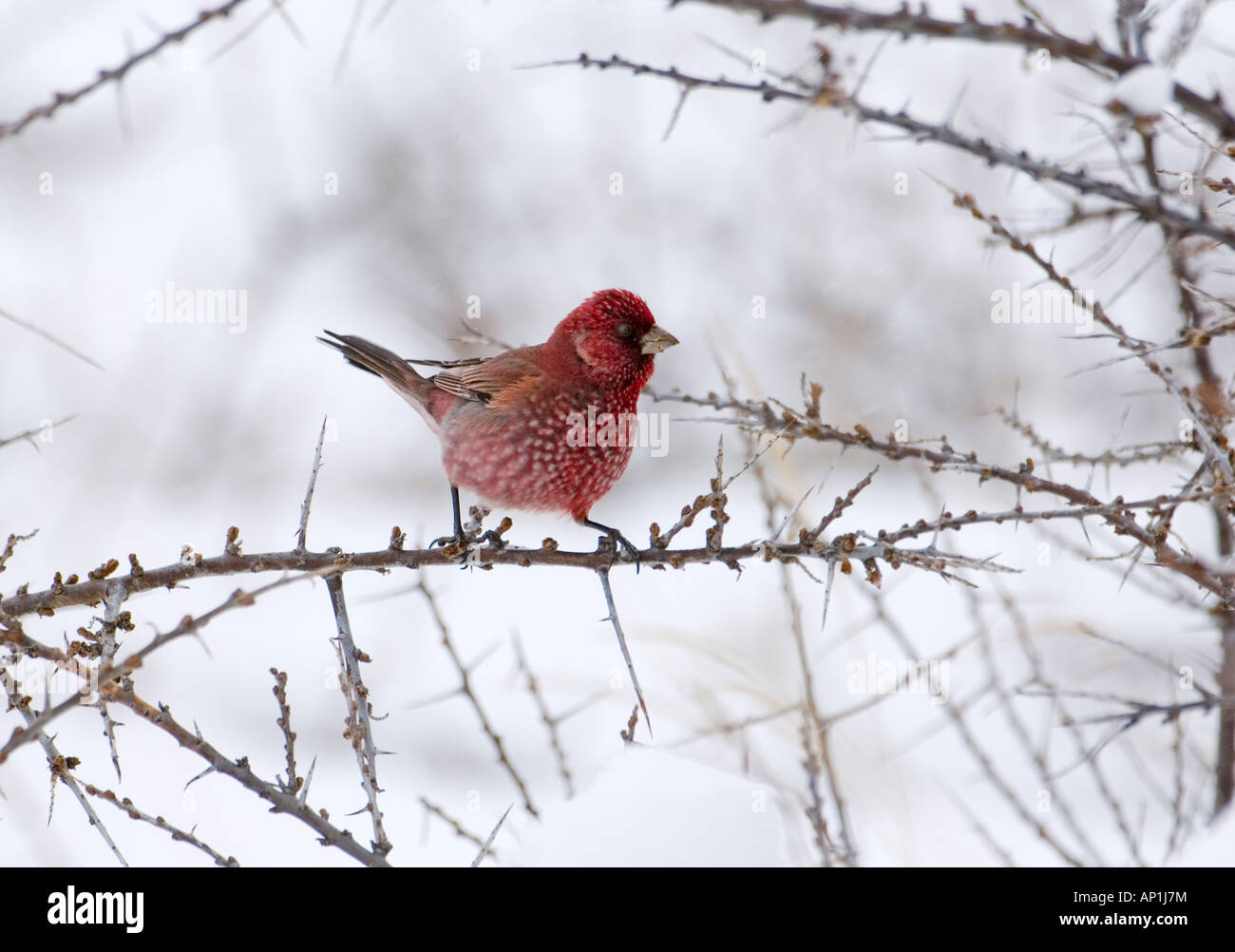 Bird caucasus alpine snow rosefinch georgia great rosefinch male ...