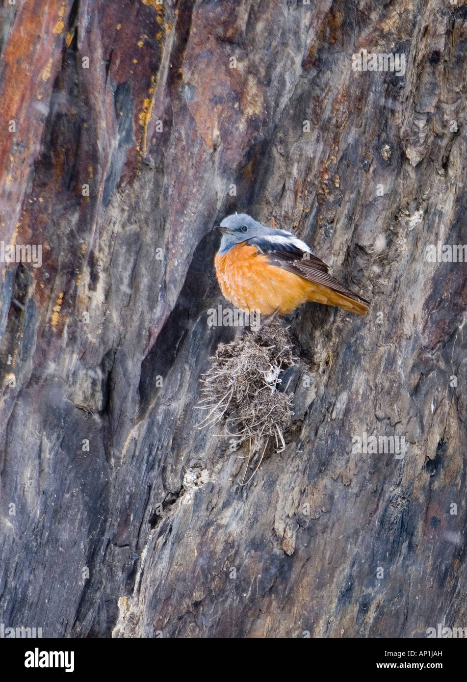 Rock Thrush Monticola saxatilis male Great Caucasus Georgia april Stock ...