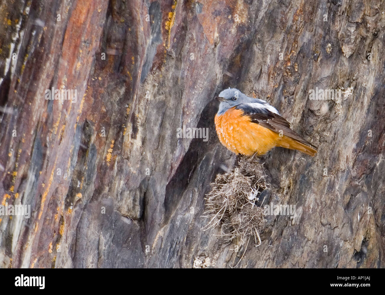 Rock Thrush Monticola saxatilis male Great Caucasus Georgia april Stock ...