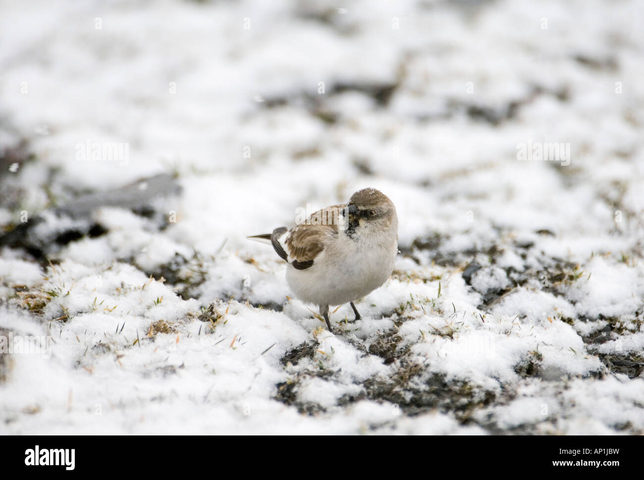 Snow Finch Montifringilla nivalis male of race alpicola Great Caucasus ...