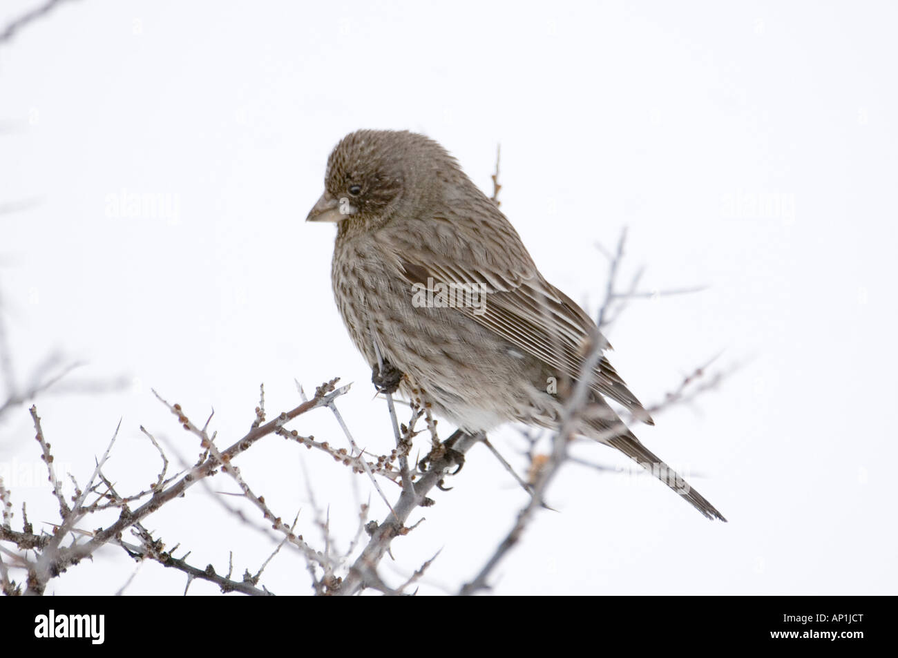 Great Rosefinch Carpodacus rubicilla female Kazbegi Great Caucasus ...