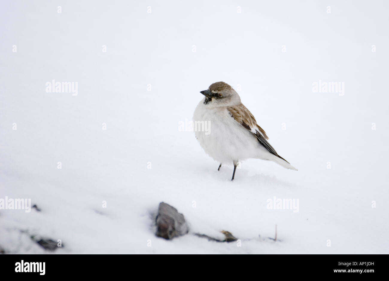 Male snowfinch hi-res stock photography and images - Alamy
