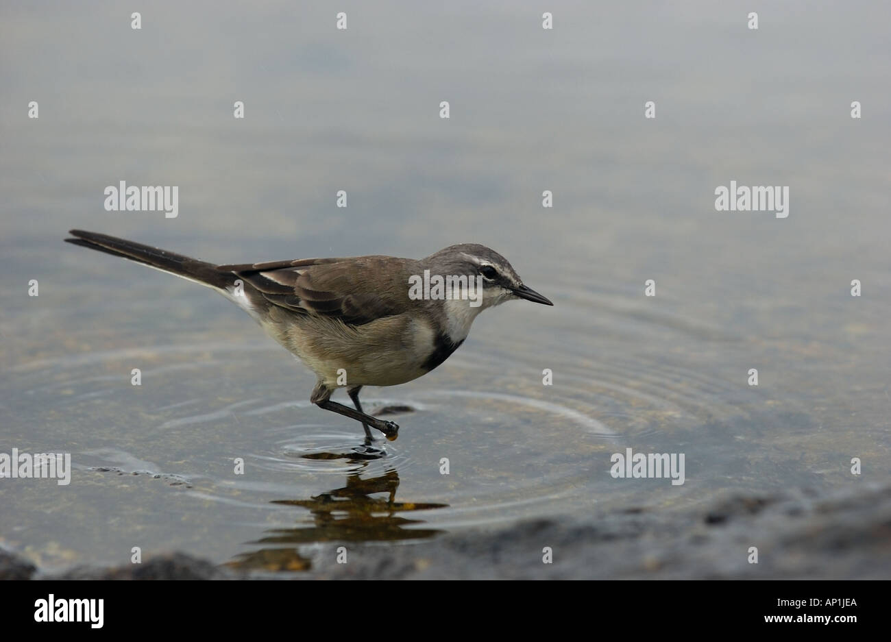 Cape wagtail in south africa hi-res stock photography and images - Alamy