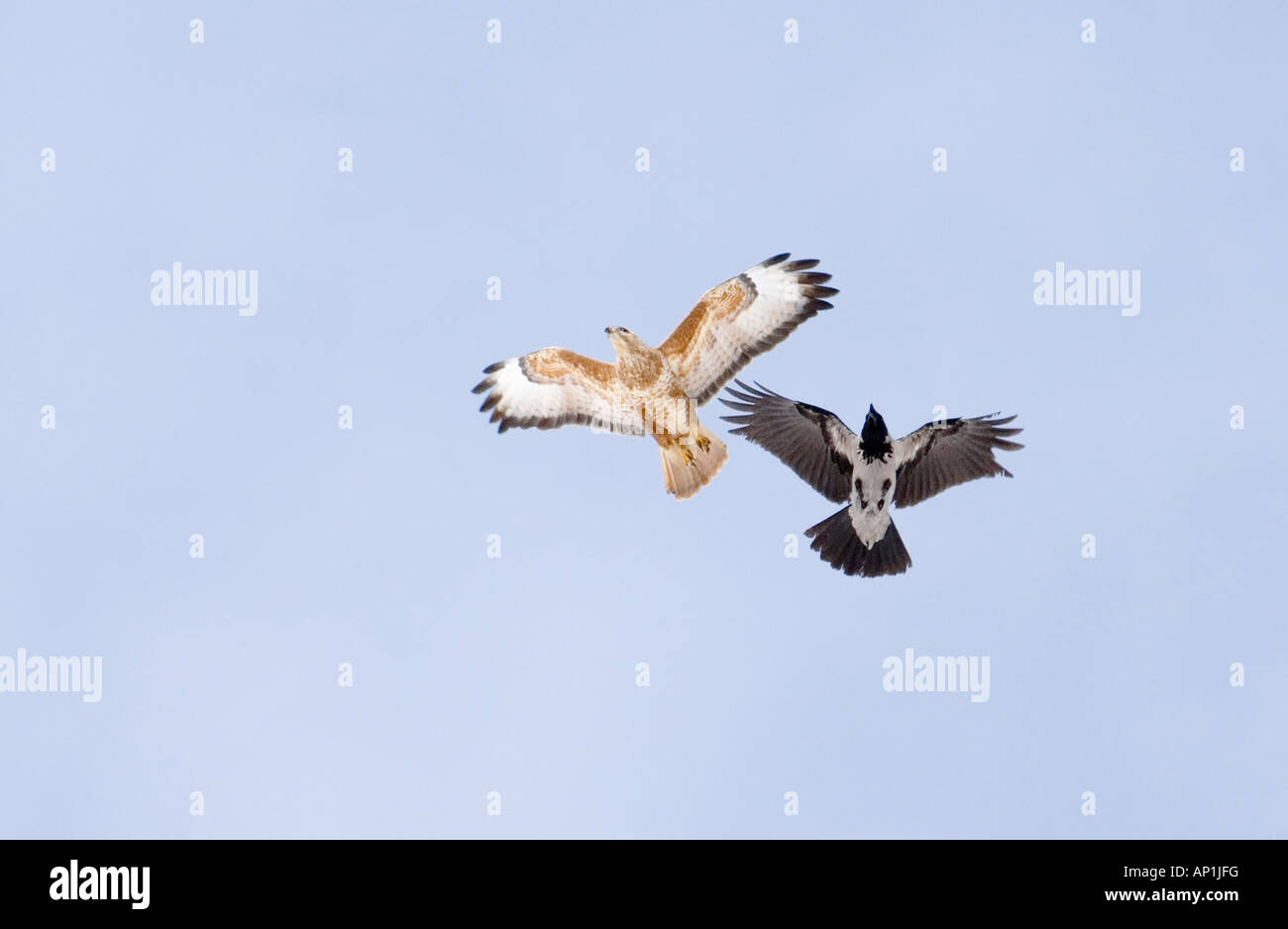 Hooded Crow mobbing Steppe Buzzard Great Caucasus Georgia April Stock ...