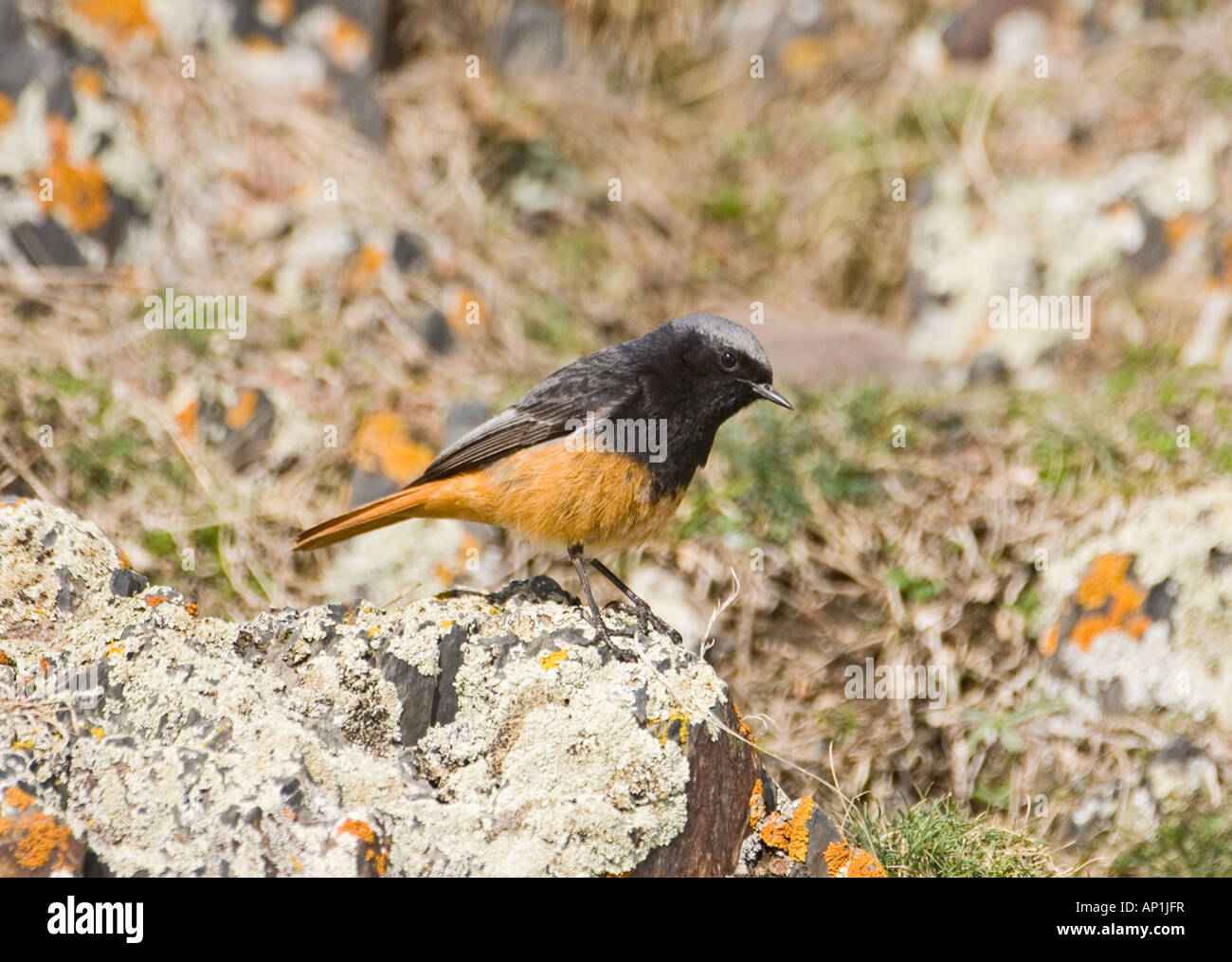 Black redstart caucasus hi-res stock photography and images - Alamy