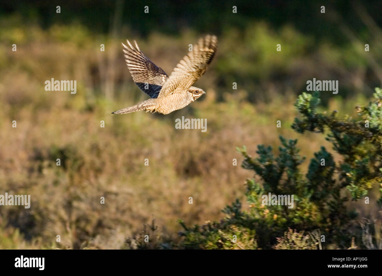 Nightjar night jar flight fly flying heathland bird crepuscular hi-res ...