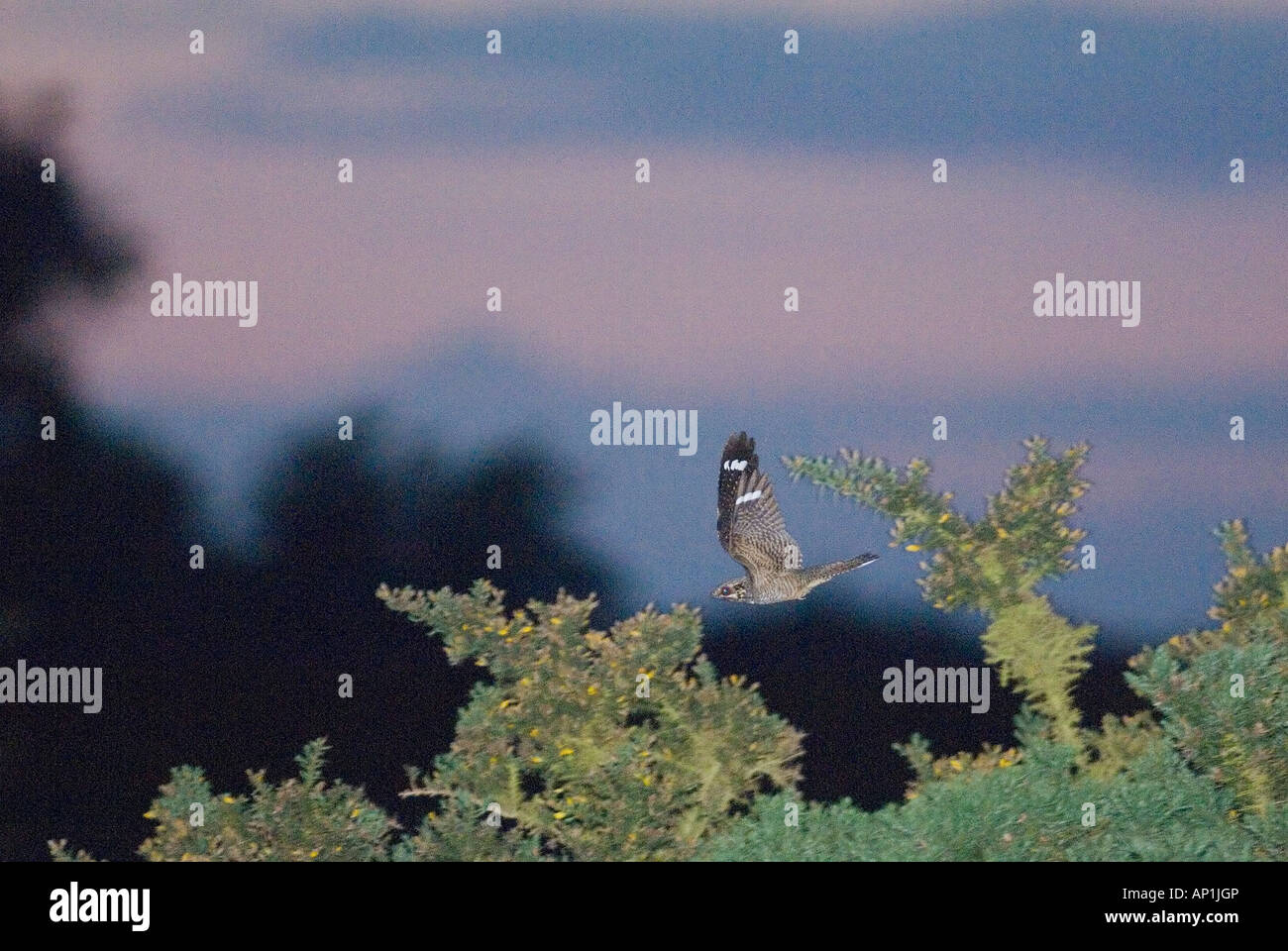 Nightjar night jar flight fly flying heathland bird crepuscular hi-res ...