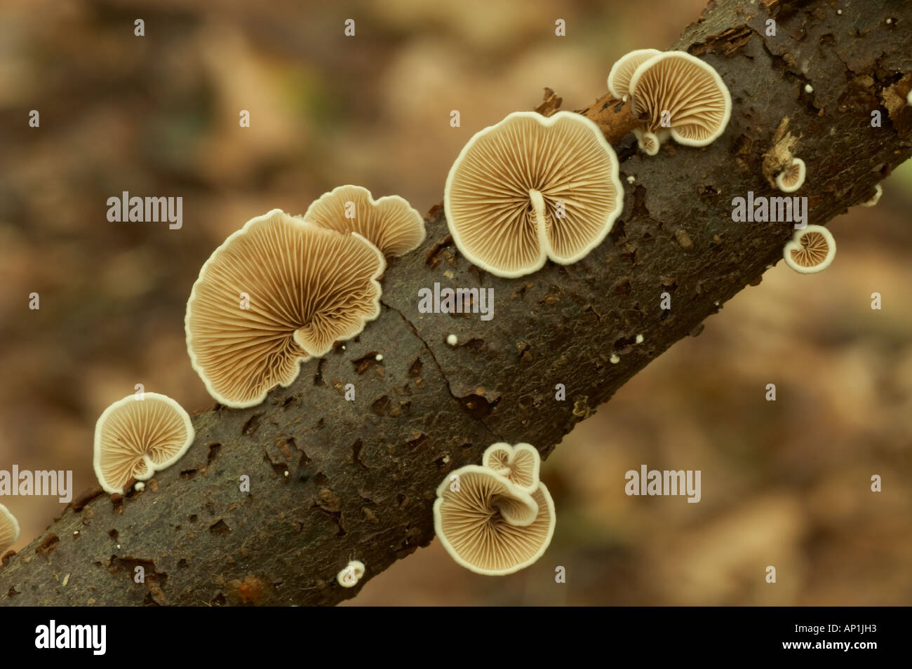 Fungus crepidotus variabilis hi-res stock photography and images - Alamy