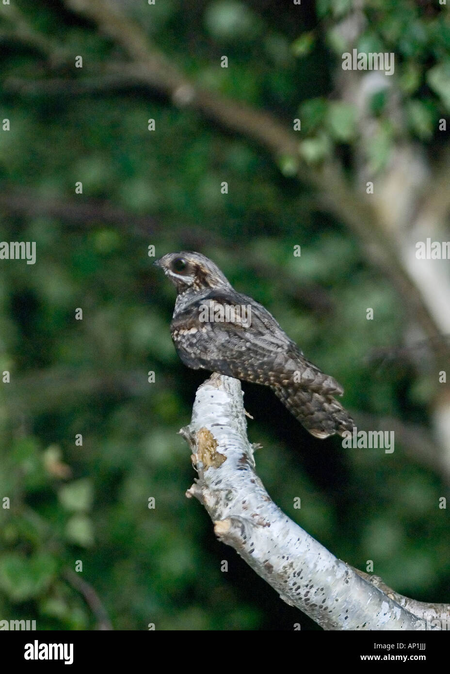 Nightjar Caprimulgus caprimulgus male churring on song perch North ...