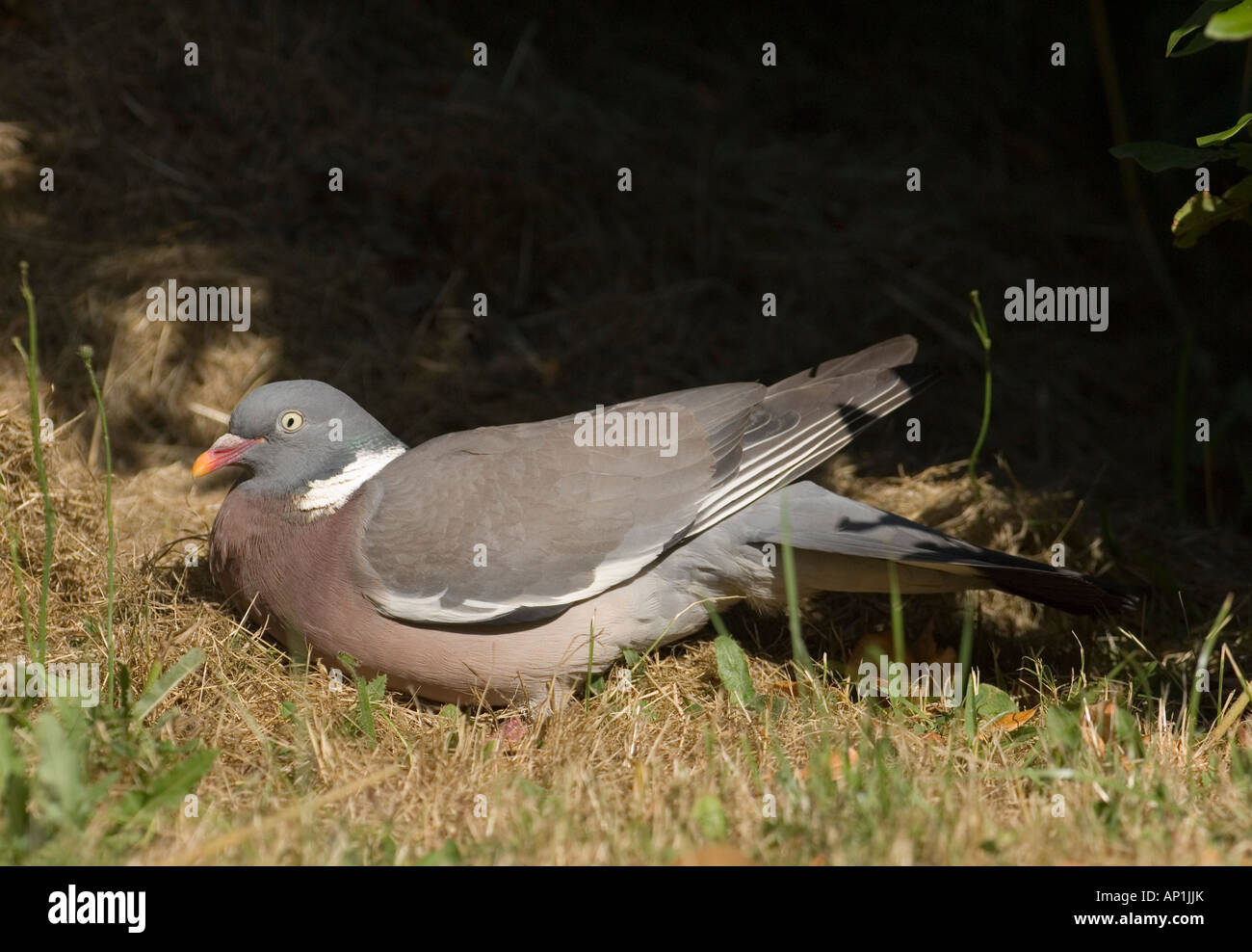 Sunning pigeon hi-res stock photography and images - Alamy