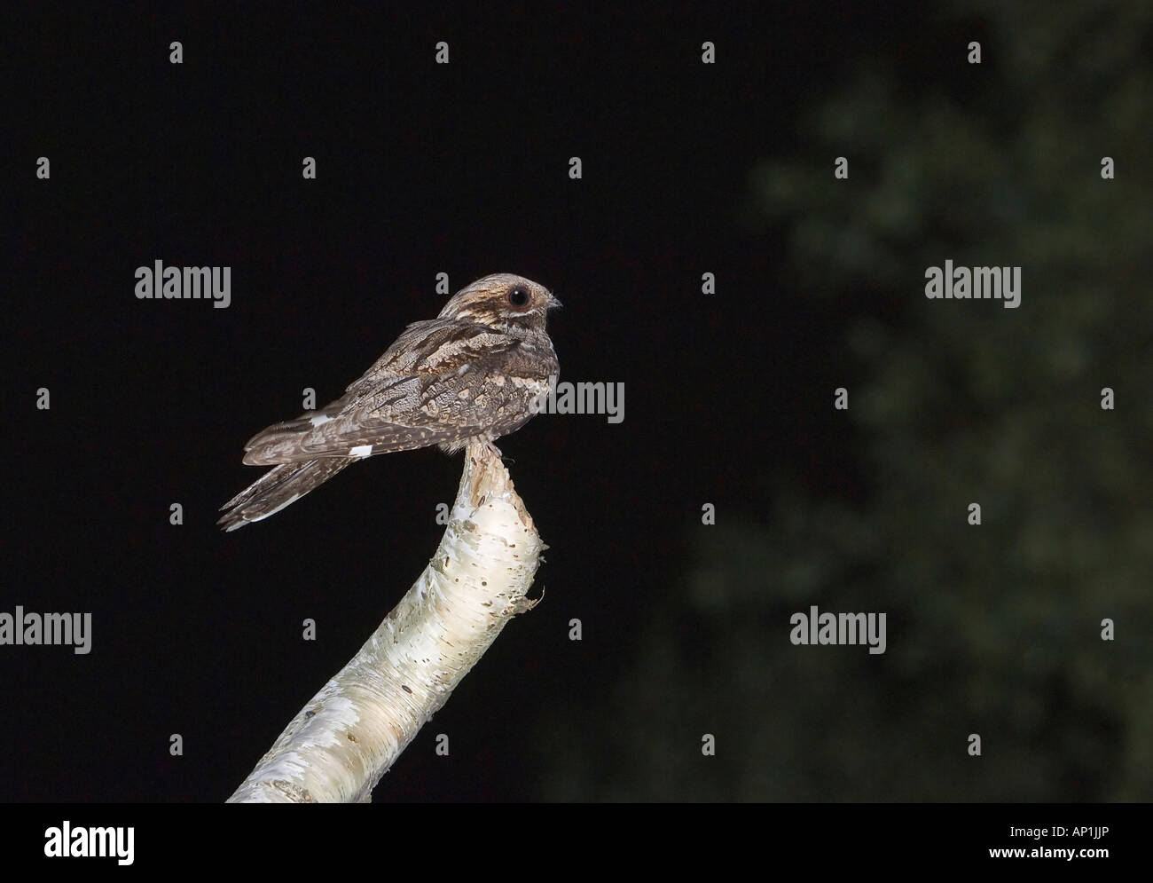 Nightjar caprimulgus europaeus male churring hi-res stock photography ...