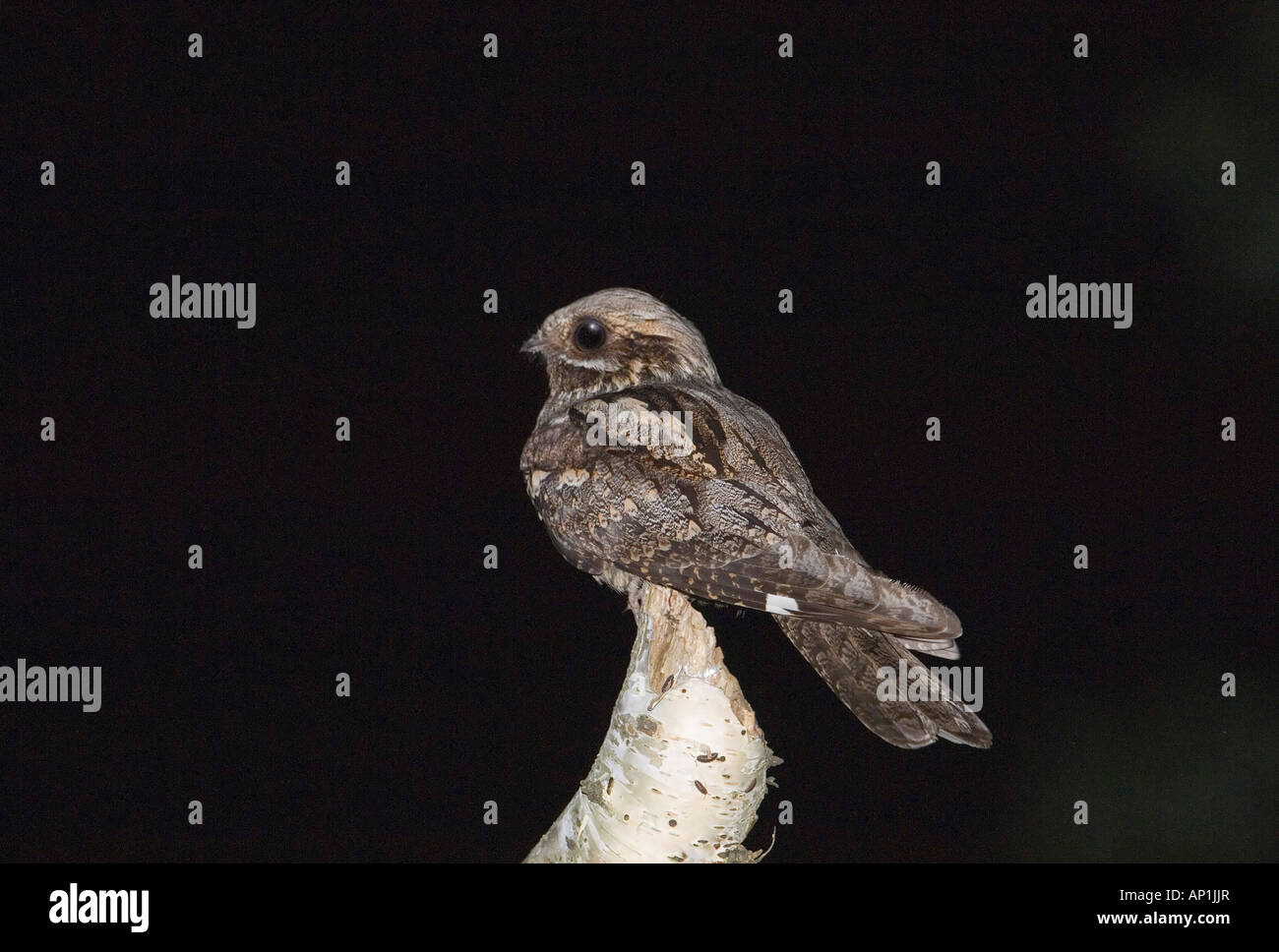 Nightjar Caprimulgus europaeus male churring singing from song post on ...