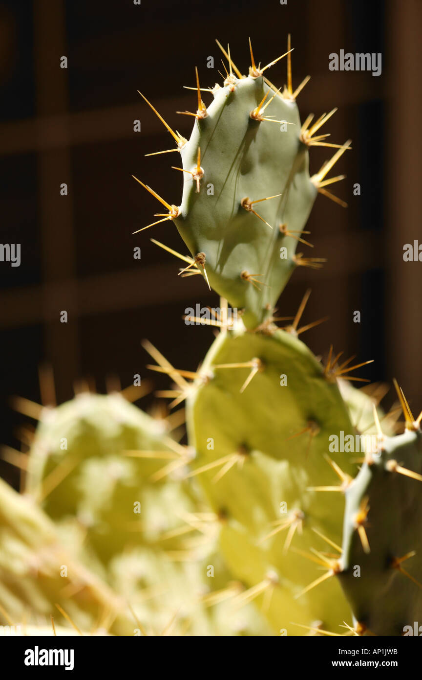 cactus, thorn, plant, nature, background, detail, biology Stock Photo ...