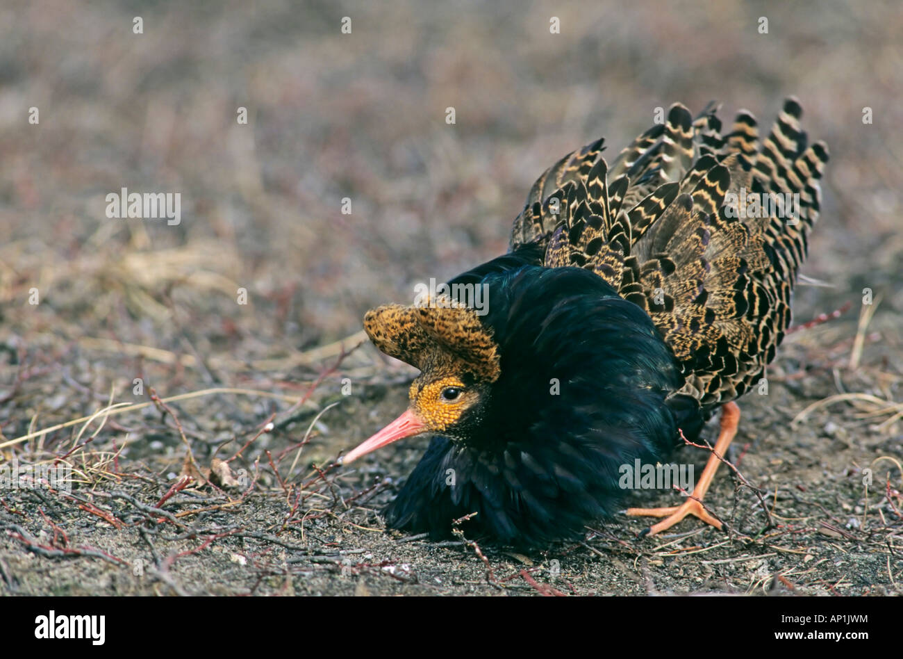 Ruff Philomachus pugnax male in breeding plumage displaying at lek ...