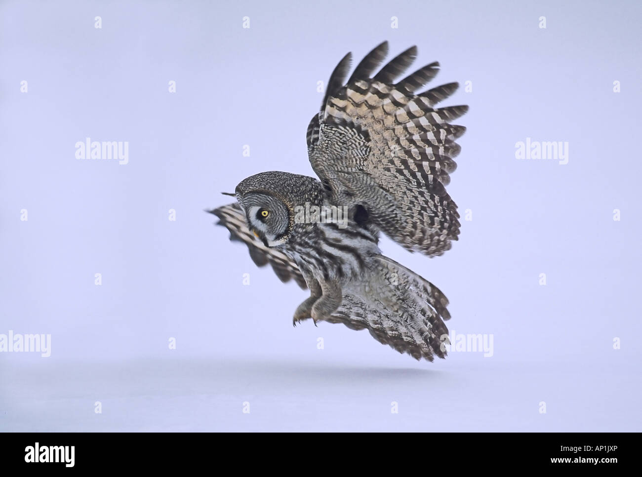 Great Grey Owl Strix nebulosa pouncing vole under the snow Finland ...