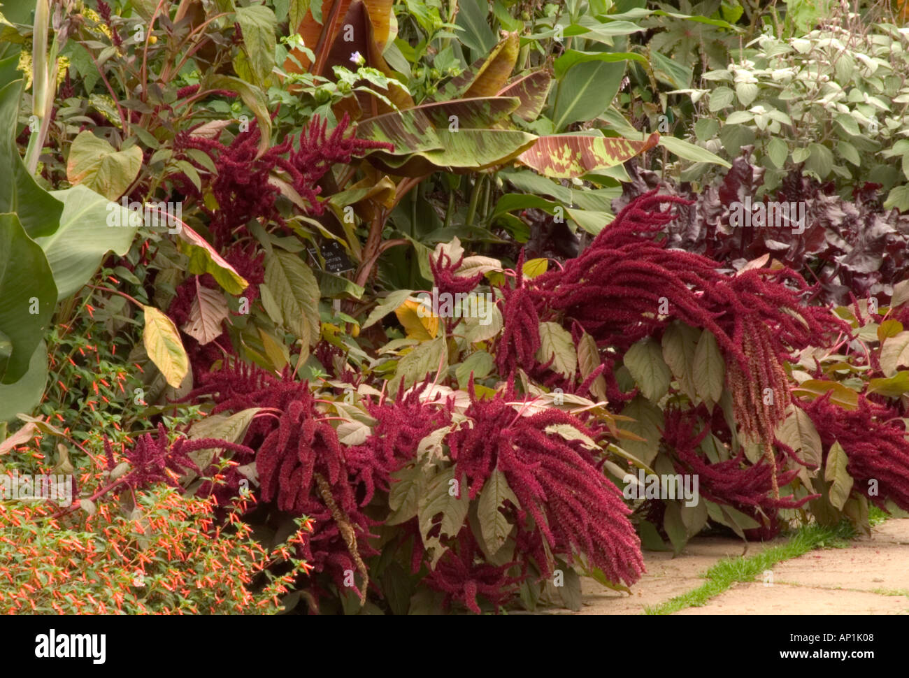tropical border with Amaranthus caudatus Stock Photo - Alamy