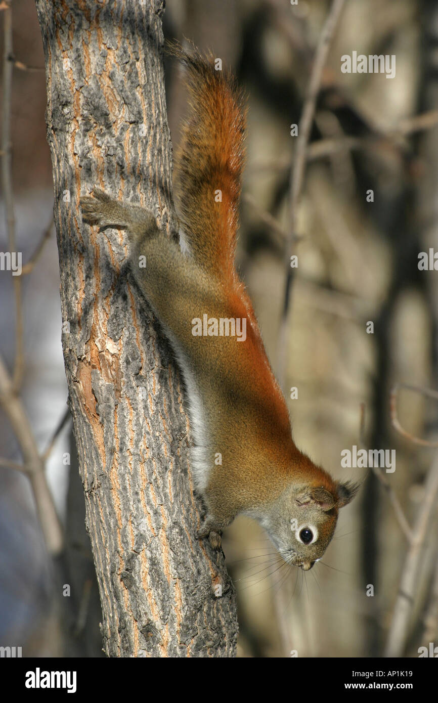 squirrel on tree Stock Photo - Alamy