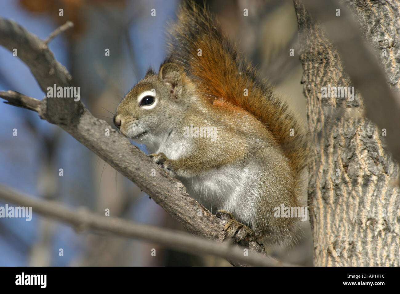 squirrel on tree branch Stock Photo - Alamy