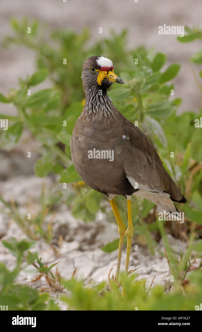 African wattle lapwing hi-res stock photography and images - Alamy