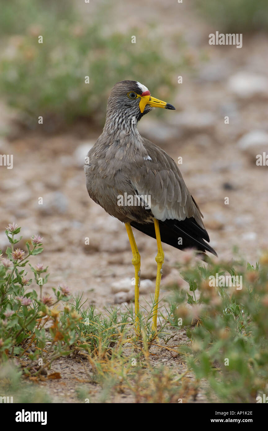 African Wattled Lapwing Plover Vanellus senegallus Etosha Namibia Stock ...