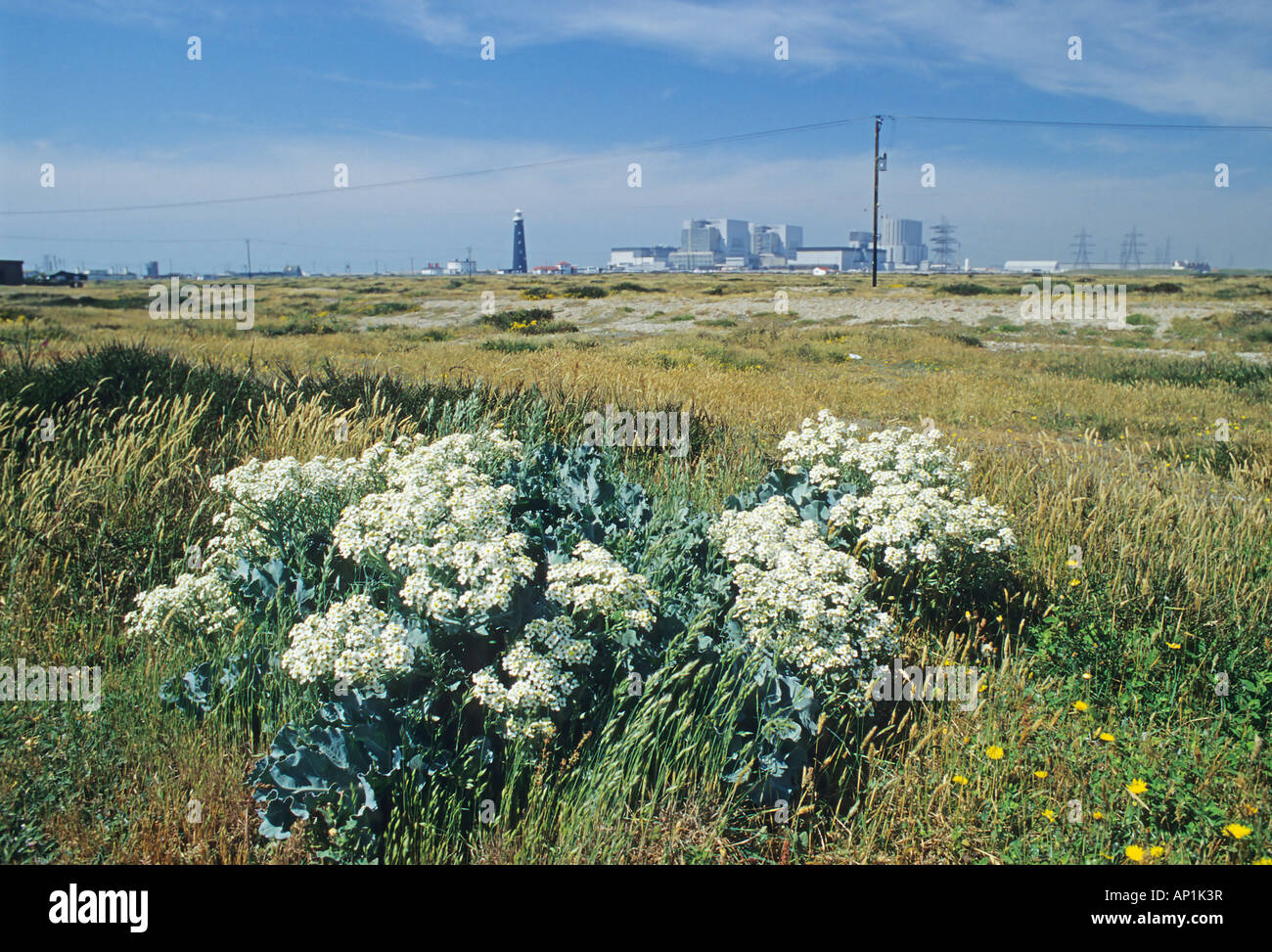 Dungeness kent power station sea kale landscape hi-res stock ...