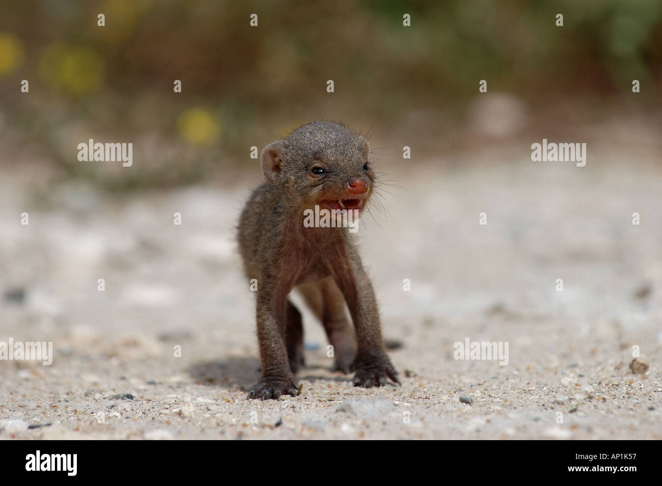 Newborn Mongoose