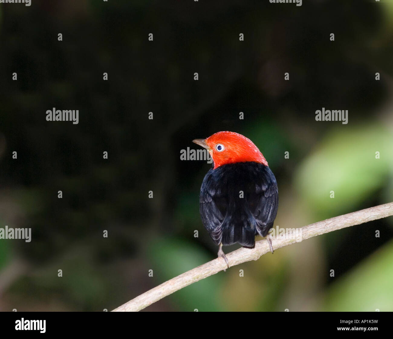 Red capped manakin hi-res stock photography and images - Alamy