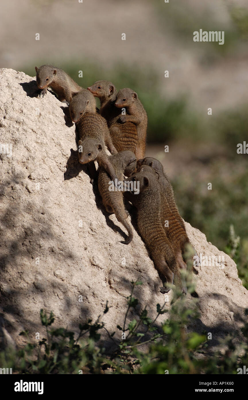 Mongoose family hi-res stock photography and images - Alamy